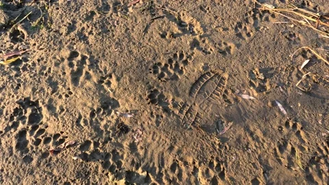 Wolf Tracks Stock Footage ~ Royalty Free Stock Videos | Pond5