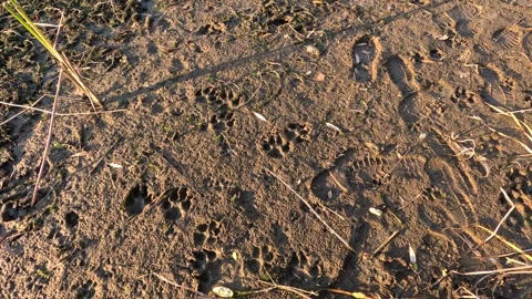 Wolf Paw Print Stock Videos – Royalty-Free HD & 4K Videos | Pond5