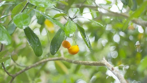 Forbidden Fruit Stock Footage ~ Royalty Free Stock Videos | Pond5