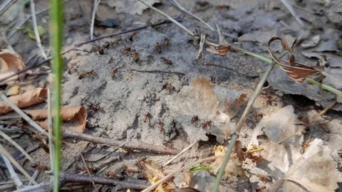Forest ants moving to another place. Lot... | Stock Video | Pond5