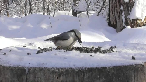 Crawling Birds Stock Videos – Royalty-Free HD & 4K Videos | Pond5