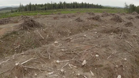 Habitat Destruction Stock Video Footage | Royalty Free Habitat ...