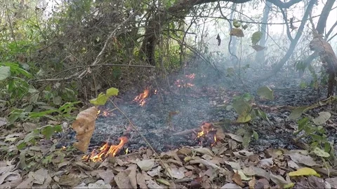 Forest Creeping Wildfire in dry season, ... | Stock Video | Pond5