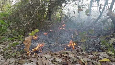 Forest Creeping Wildfire in dry season, ... | Stock Video | Pond5