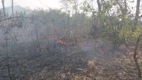 Forest Creeping Wildfire in dry season, ... | Stock Video | Pond5