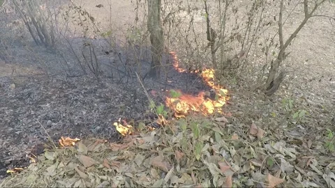 Forest Creeping Wildfire in dry season, ... | Stock Video | Pond5