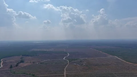 forest eucalyptus trees on the Kalimanta... | Stock Video | Pond5