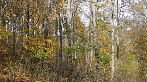 Forest in the fall with leaves missing f... | Stock Video | Pond5