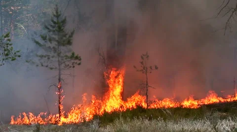 Forest fire destroys the trees of wild f... | Stock Video | Pond5