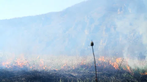 Forest Fire Devastation due to Climate C... | Stock Video | Pond5