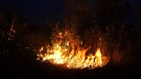 Forest fire. Fire destroys trees and for... | Stock Video | Pond5