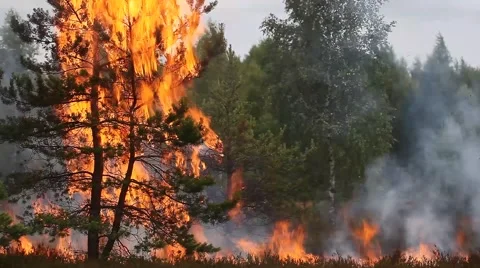 Forest Fire Stock Videos – Royalty-Free HD & 4K Videos