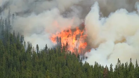 Forest Fire Stock Video Footage | Royalty Free Forest Fire Videos | Pond5