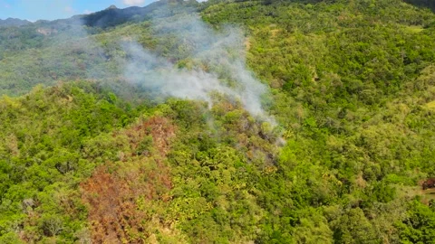 Forest fire in the rainforest. Bohol,Phi... | Stock Video | Pond5