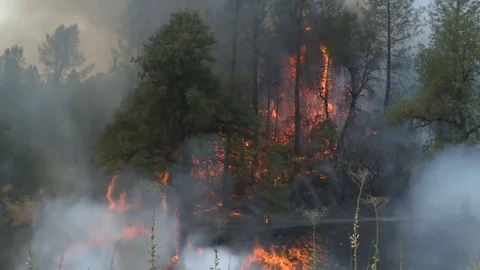 Wild Fire Video Stock Videos – Royalty-Free HD & 4K Videos | Pond5