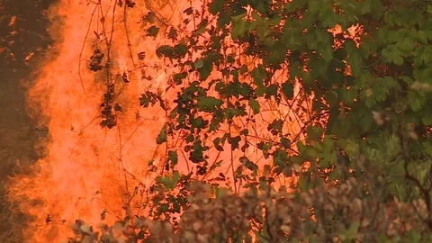 Wild Fire Video Stock Videos – Royalty-Free HD & 4K Videos | Page 2