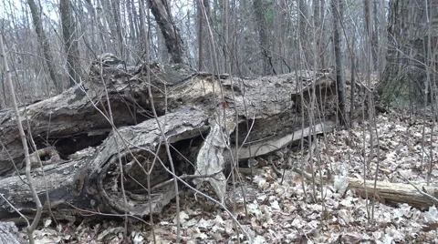 Forest floor in Spring/ 4k Nature footag... | Stock Video | Pond5