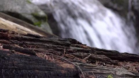 Forest with focus on fallen wood and wat... | Stock Video | Pond5
