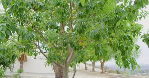Forest of fruit trees in full bloom wait... | Stock Video | Pond5