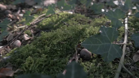 Forest ground rock texture moss creeper ... | Stock Video | Pond5