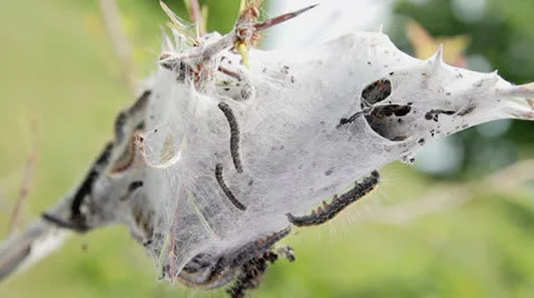 Forest Infestation Larvae Cocoon on a Br... | Stock Video | Pond5