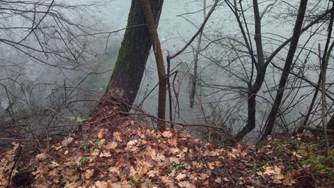 Forest landscape. Lost on a path through... | Stock Video | Pond5