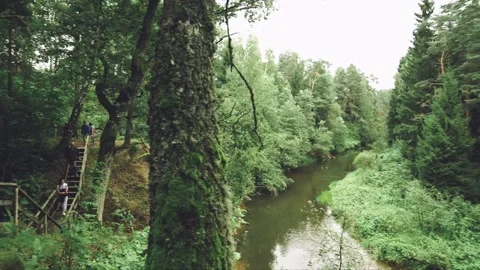 forest landscape with a wooden path alon... | Stock Video | Pond5