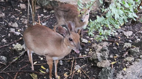 Forest Mini Antelope - Duker, Royal Ante... | Stock Video | Pond5