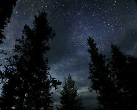Forest Night Time Lapse Stock Video Footage | Royalty Free Forest Night ...