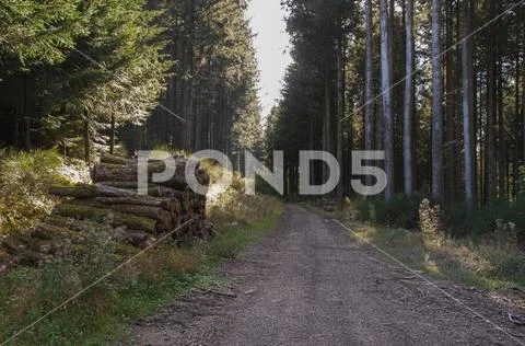 Forest path with a pile of cut tree trunks Stock Photo #166649470