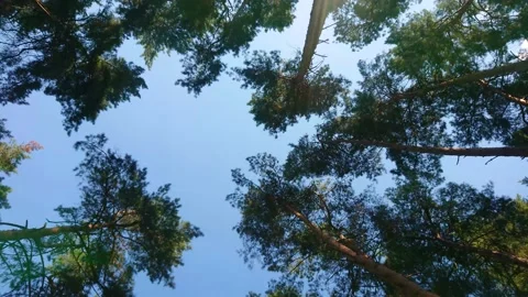 Forest with a pine trees, soft focus bac... | Stock Video | Pond5