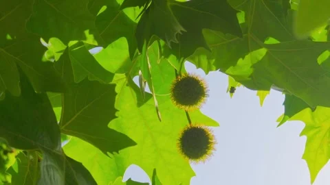 FOREST PLANE TREE LEAVES PLANE FRUIT REA... | Stock Video | Pond5