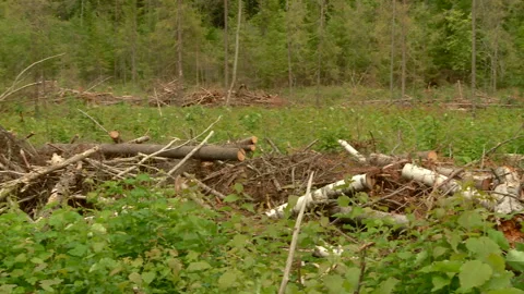 Forest Ranger Stock Video Footage | Royalty Free Forest Ranger Videos ...