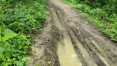 Forest, road, stream, waterfall. | Stock Video | Pond5