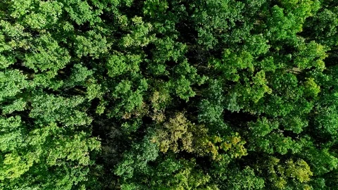 forest scenery flyover trees wild nature... | Stock Video | Pond5