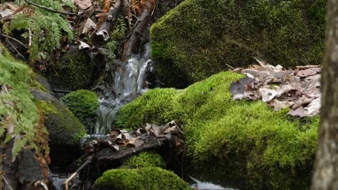 Forest stream with moss covered rocks. S... | Stock Video | Pond5