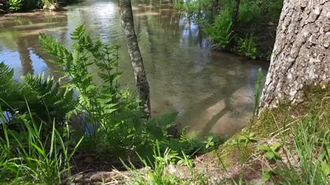 Forest stream. The water of a narrow riv... | Stock Video | Pond5