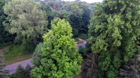 Forest top view aerial trees and branche... | Stock Video | Pond5