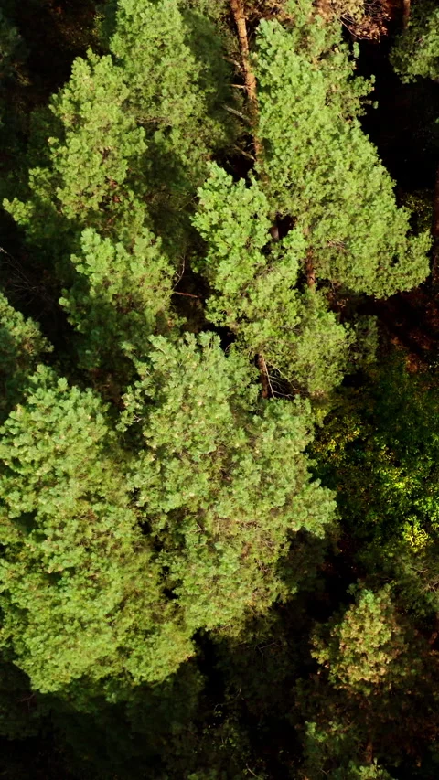 Wind Ta Stock Videos – Royalty-Free HD & 4K Videos