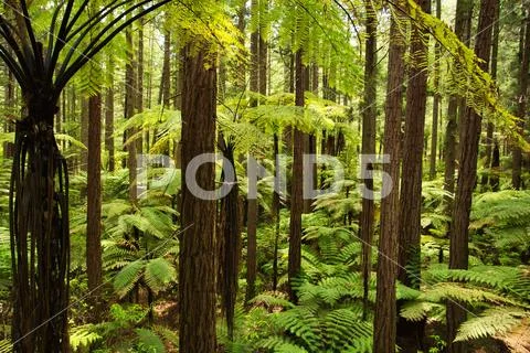 Forest of Tree Ferns and Giant Redwoods in Whakarewarewa Forest near ...