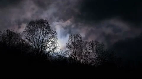 Forest Trees Cut Out Line Art Nature Woo... | Stock Video | Pond5