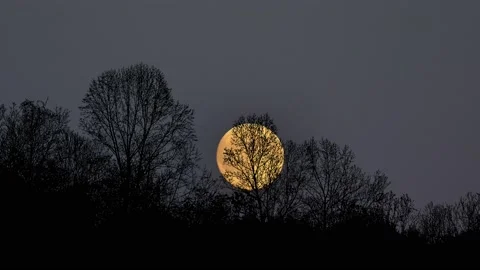 Forest Trees Cut Out Line Art Nature Woo... | Stock Video | Pond5