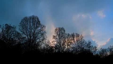 Forest Trees Cut Out Line Art Nature Woo... | Stock Video | Pond5