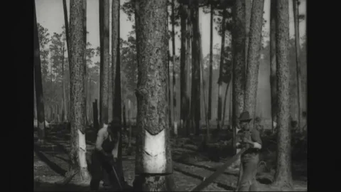 Cut Down Forest Stock Videos – Royalty-Free HD & 4K Videos