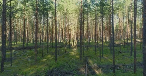 Forest trees. Flying trough forest. Tree... | Stock Video | Pond5