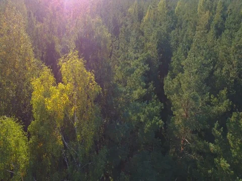 Forest trees. Flying trough forest. Tree... | Stock Video | Pond5