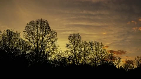 Forest Trees Nature Cut Out Line Art Woo... | Stock Video | Pond5