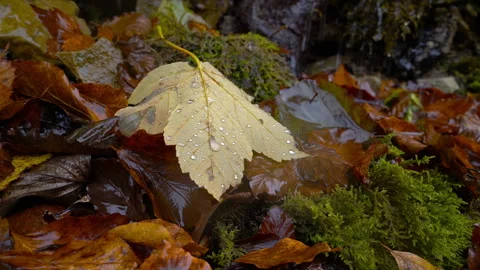 Forest Water drops fall on autumn leaves... | Stock Video | Pond5
