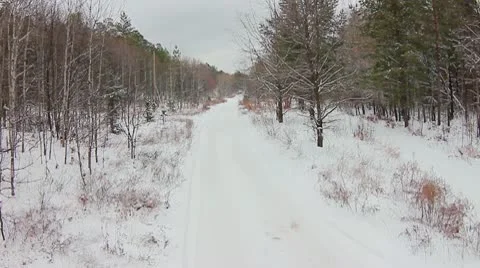 Mp4 Forest Stock Videos – Royalty-Free HD & 4K Videos