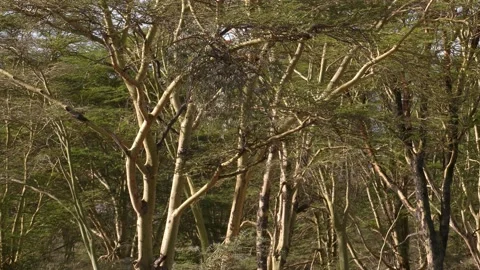 Forest of Yellow fever trees, Riverine, ... | Stock Video | Pond5